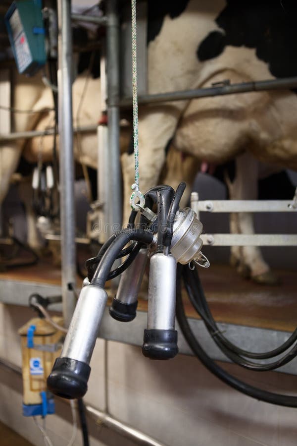 Milking process stock image. Image of agriculture, machine - 63627981