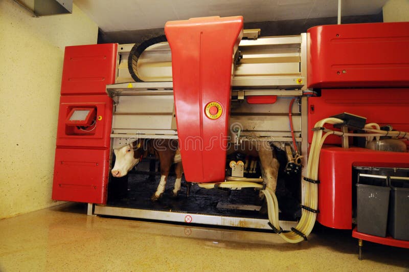Milking Robot on a Dairy Farm Stock Image - Image of breeding ...