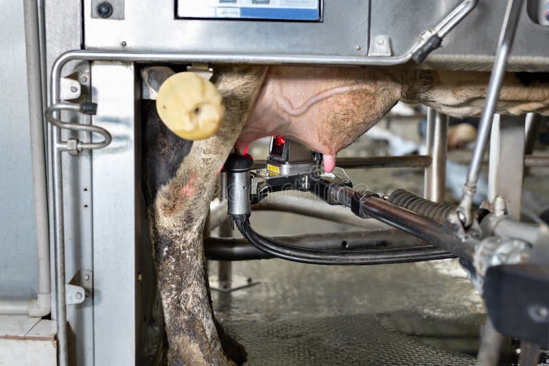 Milking Robot on a Dairy Farm. Automatic Milking of Cows in the Cowshed ...