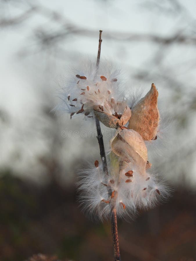 Milkweed Pods Explode with Flying Seeds in the Breeze Stock Image ...