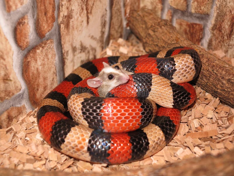 La serpiente come el ratón imagen de archivo. Imagen de herpetology ...