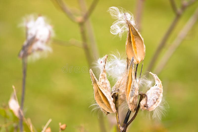 Milkweed stock photo. Image of fluff, bloom, detail, burst - 9682498