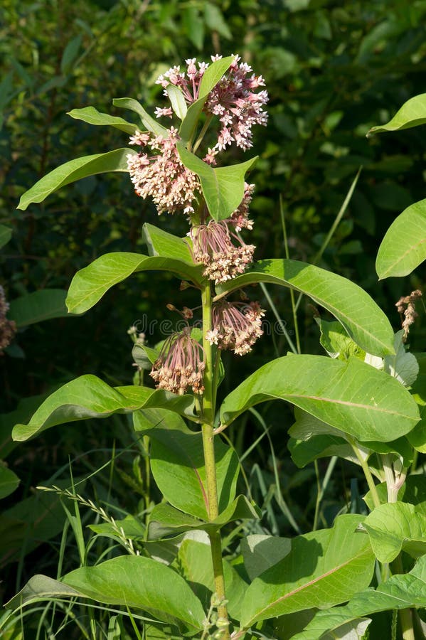 Milkweed (Asclepias Syriaca) Stock Image - Image of common, wildlife ...