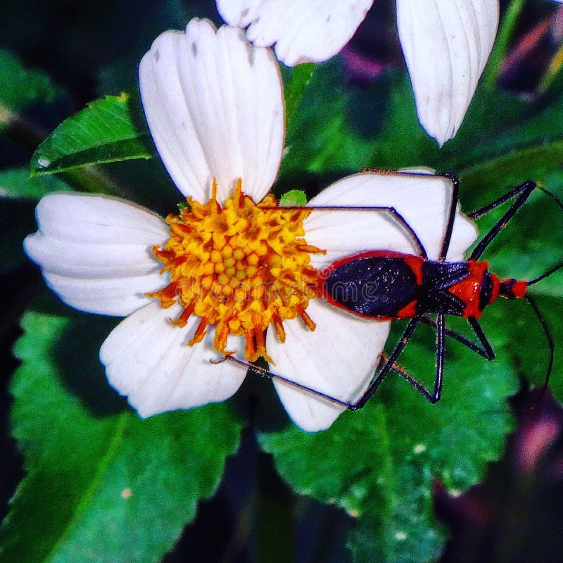 Milkweed assassin bug stock image. Image of creature - 107555773