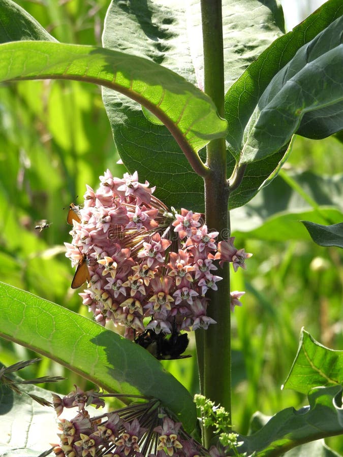 Pink Milkweed Flowers Attracts Flying Pollinators. Stock Image - Image ...