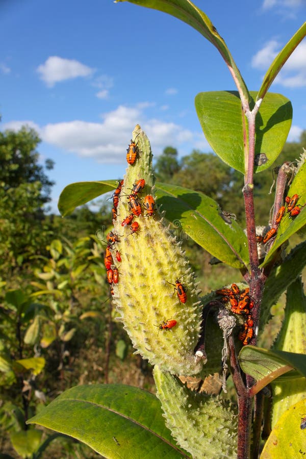 Milkweed Bug (Oncopeltus Fasciatus) Stock Photo - Image of forest ...