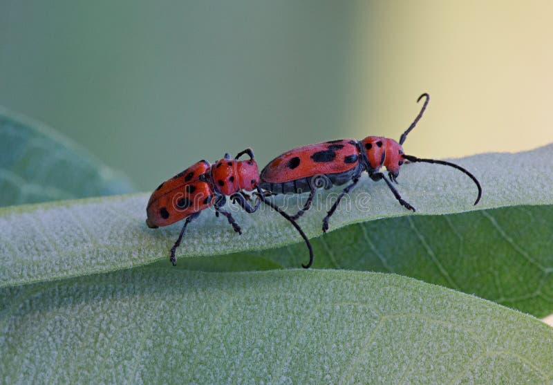 Milkweed bugs mating stock image. Image of commitment - 10319123