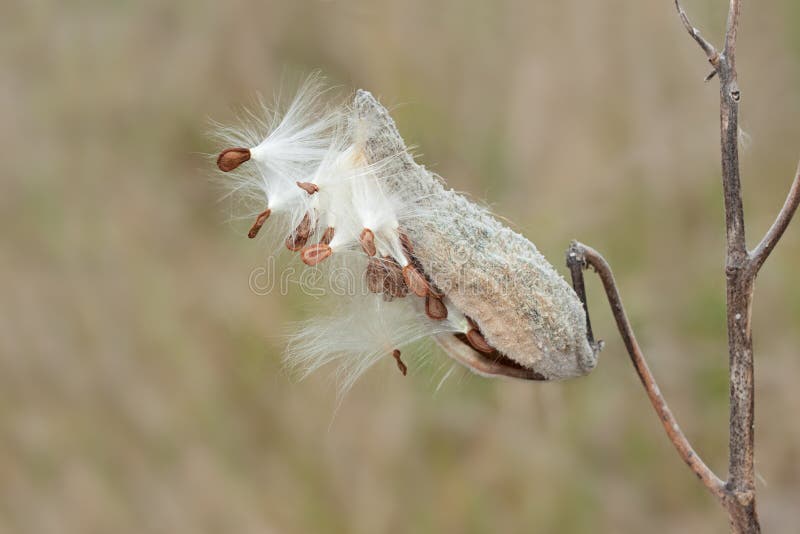 Milkweed Explosion stock photo. Image of annual, flower - 36315432