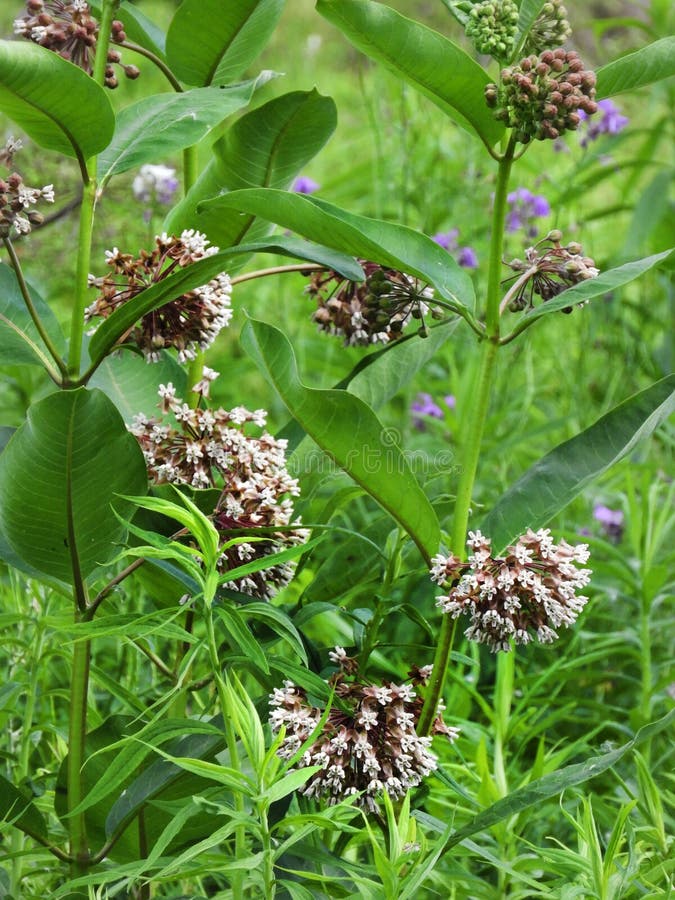 Milkweed Flower Clusters in Open in Pollinator Field Stock Photo ...