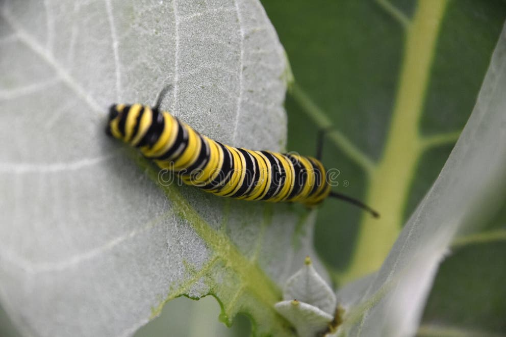 Milkweed Leaf with a Monarch Caterpillar Snacking Stock Photo - Image of development, monarch ...