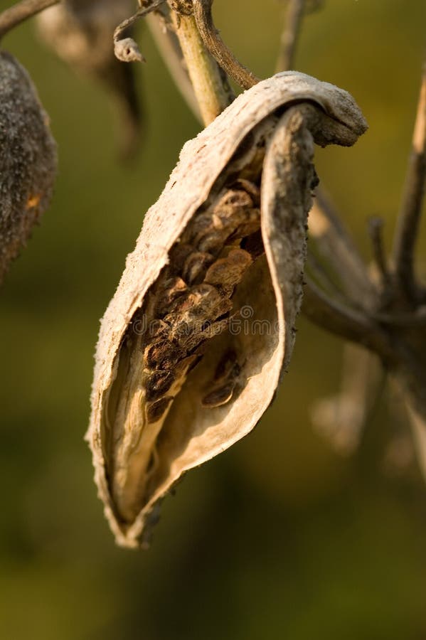 Milkweed pod stock photo. Image of bush, field, brown - 25939404
