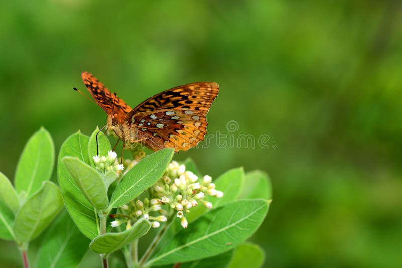 Milkweed Pollinator stock photo. Image of environment - 155993436