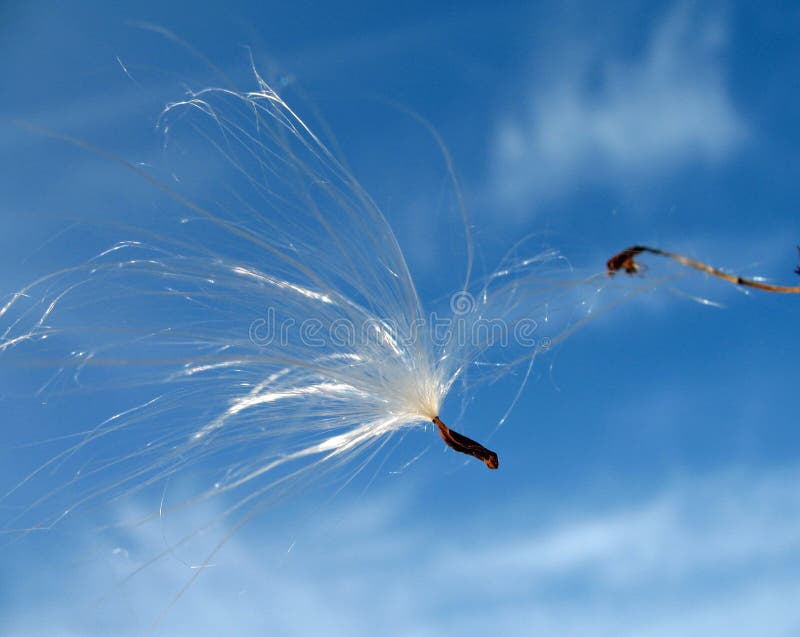 Milkweed Seed Floating on the Wind Stock Photo - Image of wind, seed ...