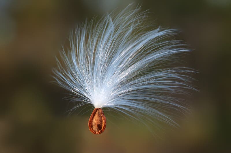 Milkweed Seed Floating on the Wind Stock Photo - Image of wind, seed ...