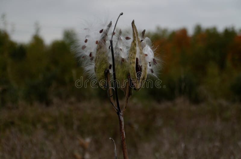 Seed Dispersal Bursting Stock Photos - Free & Royalty-Free Stock Photos ...