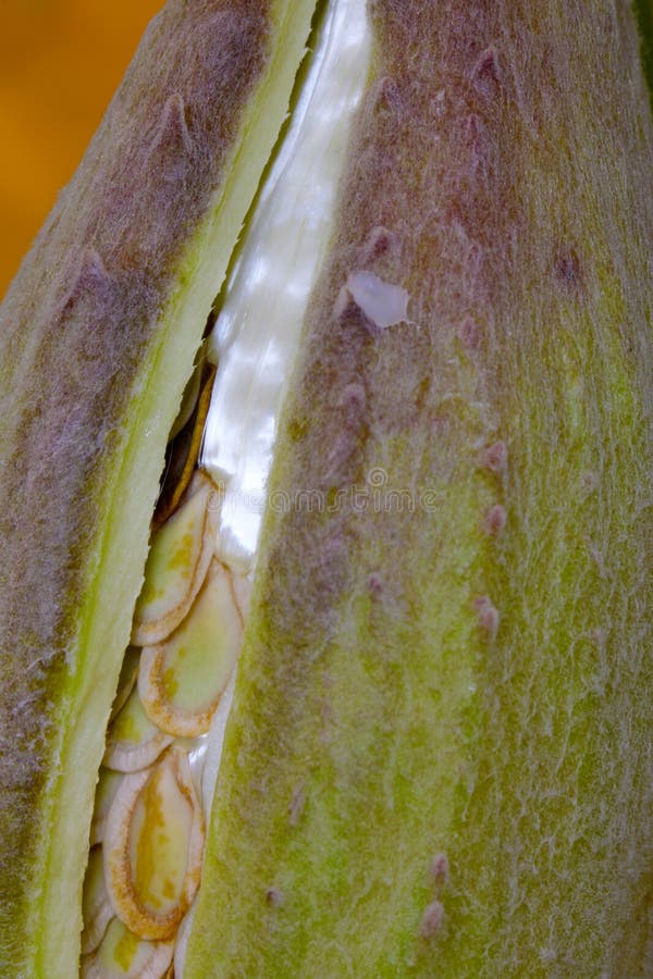 Milkweed Seed Pod Abstract 10 Stock Image - Image of milkweeds, seed ...