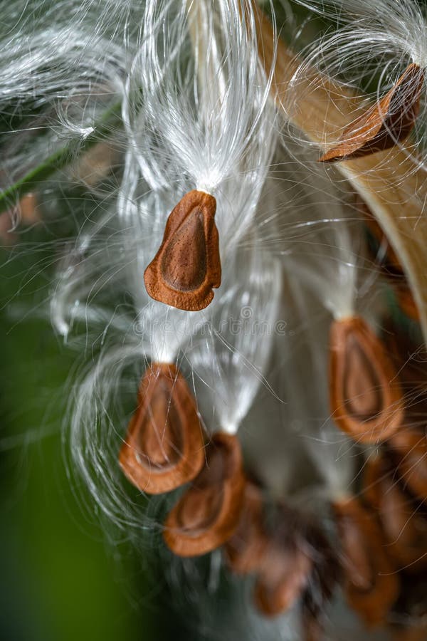 Milkweed Seeds stock photo. Image of wetland, blowing - 301316610