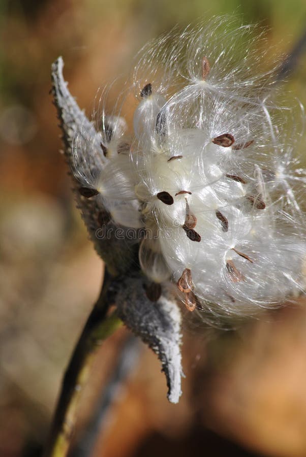 Milkweed seeds stock photo. Image of perennial, flower - 49068746