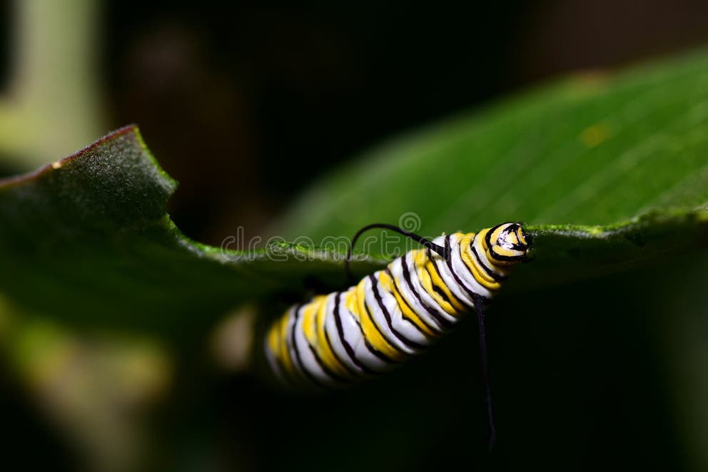 Milkweed Snack stock image. Image of nature, insect - 144714679