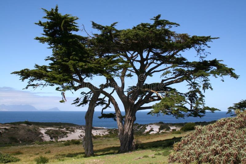 Milkwood tree stock image. Image of africa, summer, south - 5598567