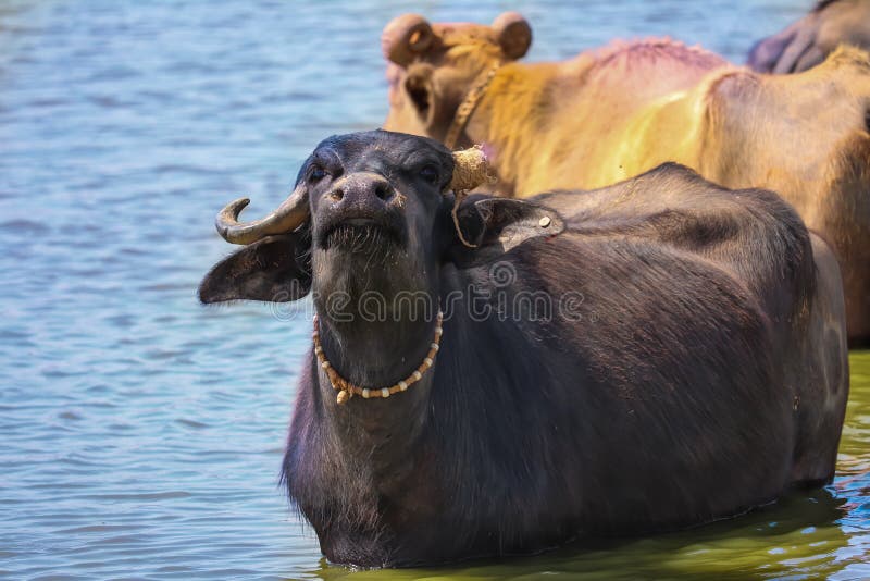 Milky Buffalo Group in Lake and Watching Camera Side,Gujarati Buffalo ...