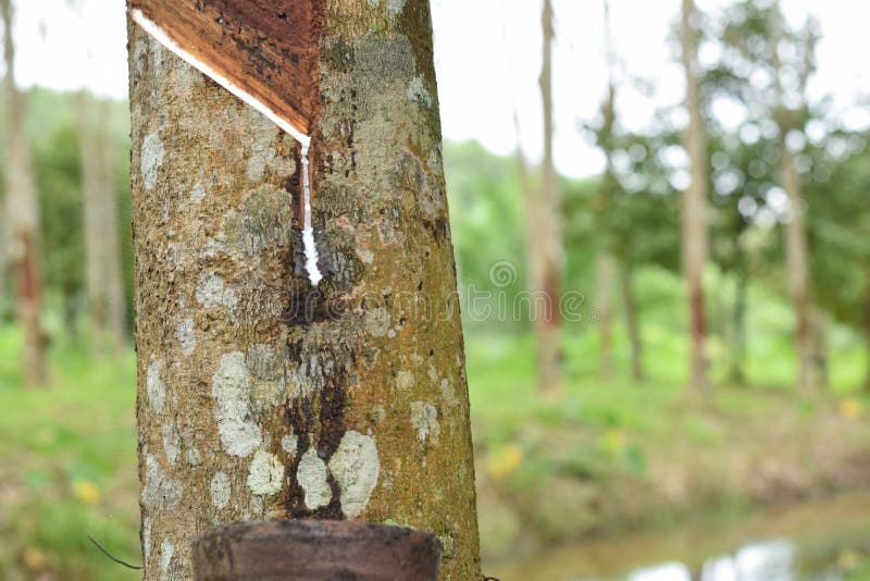 Milky Latex Extracted from Rubber Tree , Source of Natural Rubber Tree ...