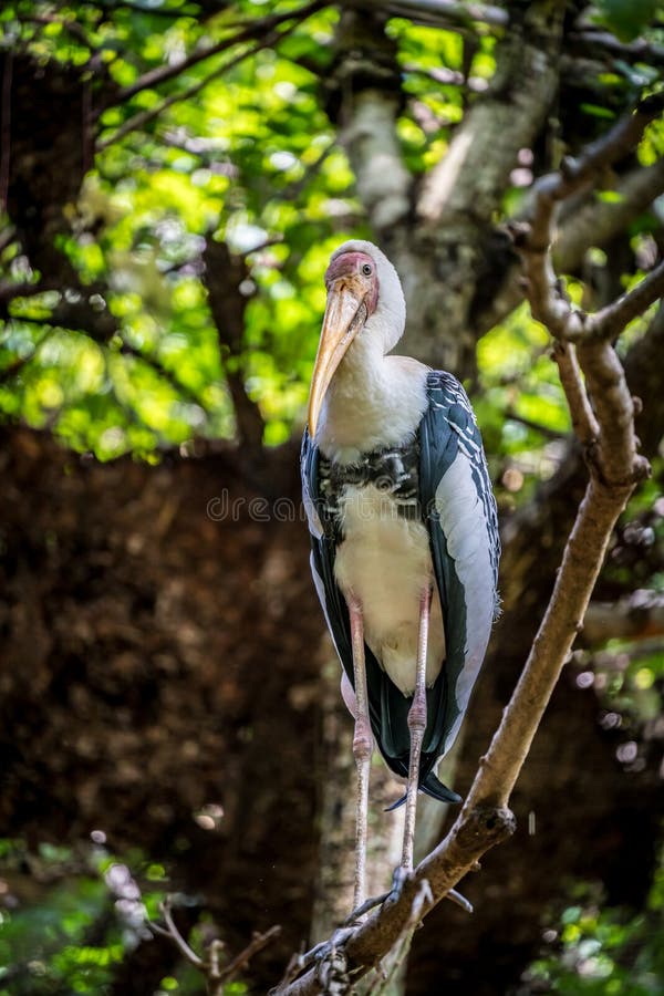 Milky Stork Bird stock image. Image of nature, feather - 78352925