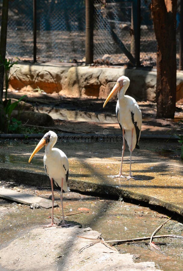 Milky Stork in farm stock image. Image of green, freedom - 53451393