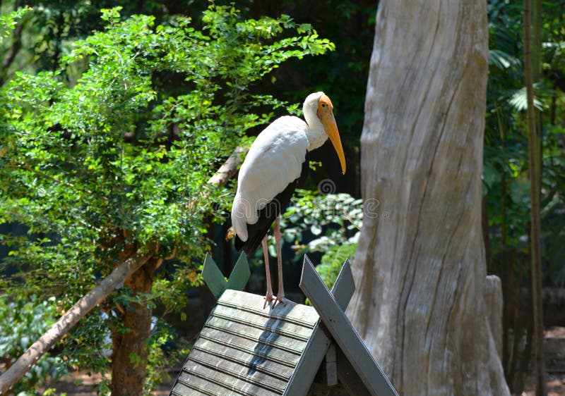 Milky Stork stock image. Image of adult, colorful, migratory - 53451453