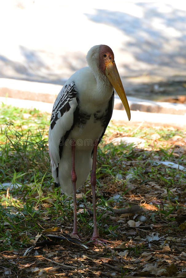 Milky Stork in farm stock photo. Image of milky, freedom - 68299694