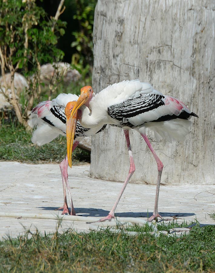 Milky Stork in farm stock image. Image of animal, freedom - 68299727
