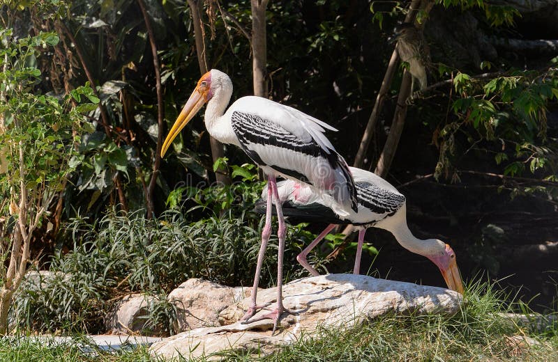 Milky Stork stock image. Image of exotic, habitat, milky - 68299831