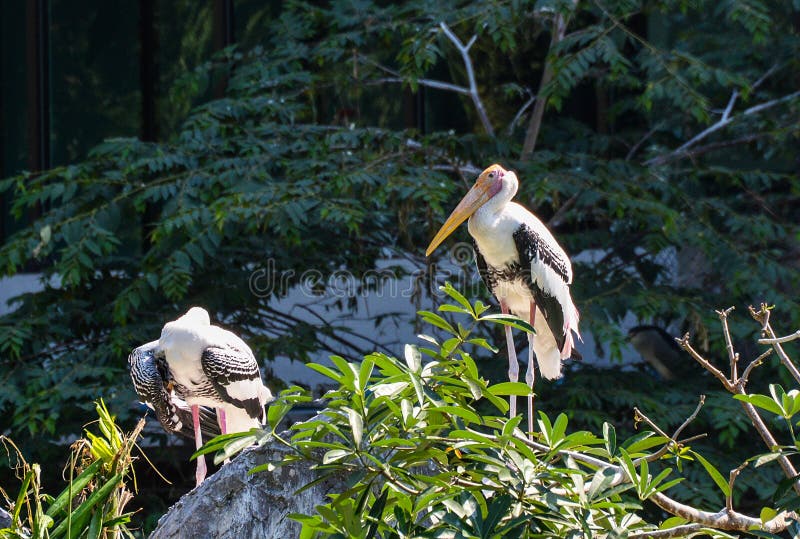Milky Stork in farm stock photo. Image of ecology, exotic - 68300078