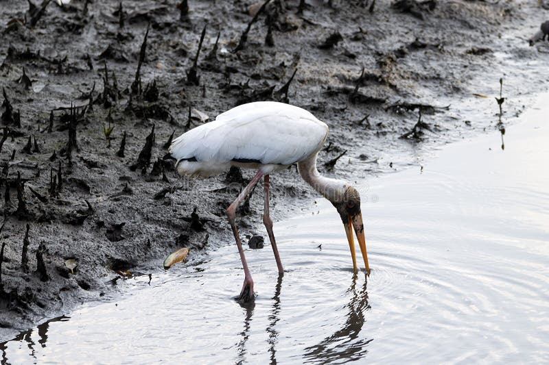 Milky Stork, Mycteria Cinerea, Foraging on a Mudflat Stock Image ...