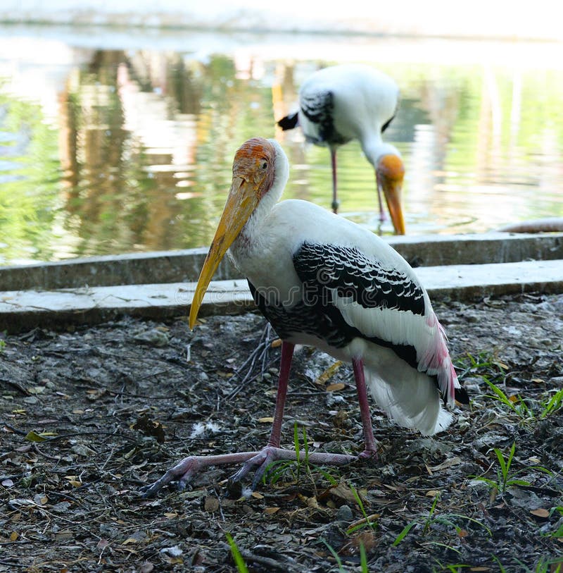 Milky Stork Yellow Mouth Stock Photos - Free & Royalty-Free Stock ...