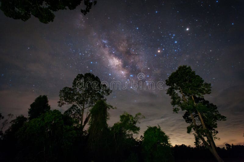 Milky Way Galaxy, Night Sky with Amazing Stars of a Tree. Stock Photo ...