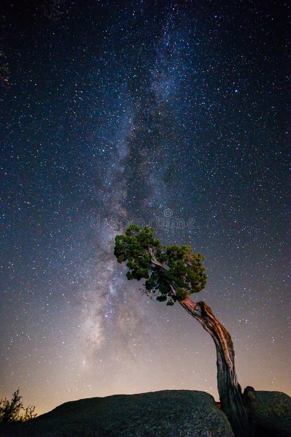 Milky Way with Alone Tree on the Hill Near the Lake Stock Photo - Image ...