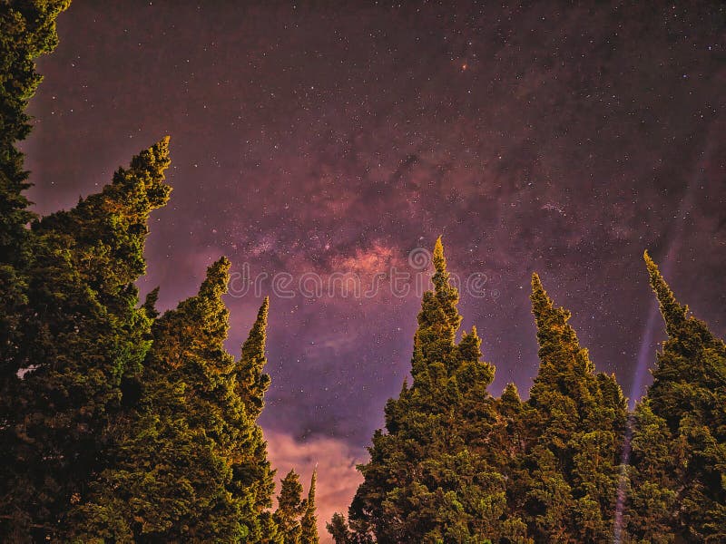 Milky Way Over Cypress Trees Stock Image - Image of leaf, milky: 327708193
