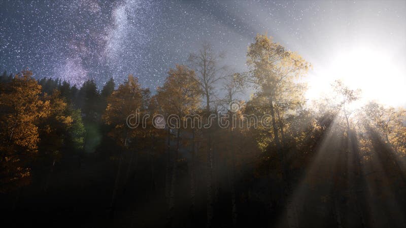 Milky Way Stars with Moonlight Above Pine Trees Forest Stock ...