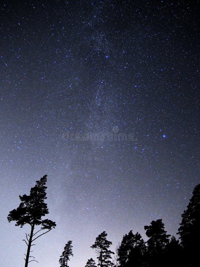Milky Way Stars Over Night Forest Stock Photo - Image of milk, lights ...