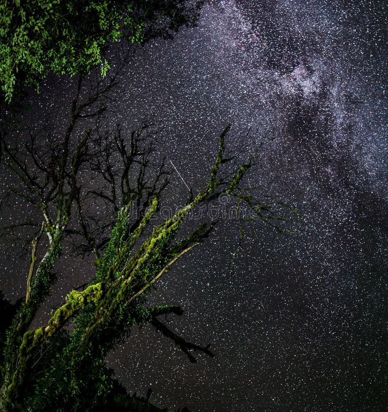 Milky Way with tree stock image. Image of tree, stars - 63433169