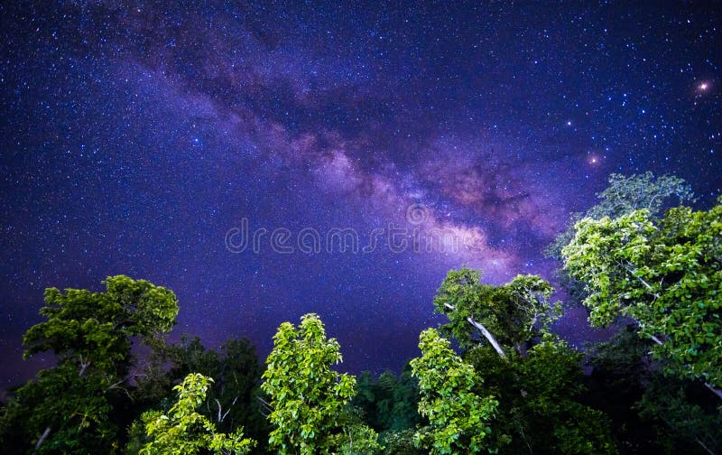 Milky way and trees stock photo. Image of astrophotography - 74839888