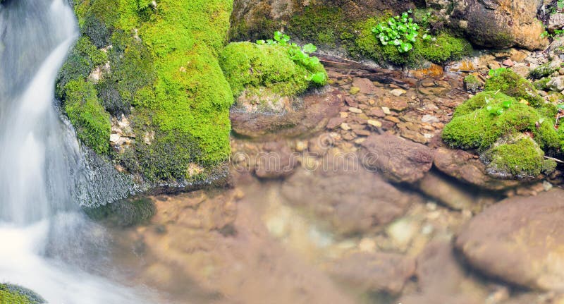 MilkyAndMossy stock image. Image of natural, mossy, flora - 104267119