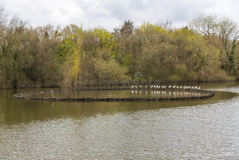 Mill Pond on an Early Spring Day Stock Image - Image of mill, tree ...