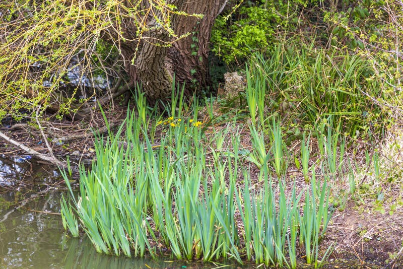 Mill Pond on an Early Spring Day Stock Photo - Image of nature, crawley ...