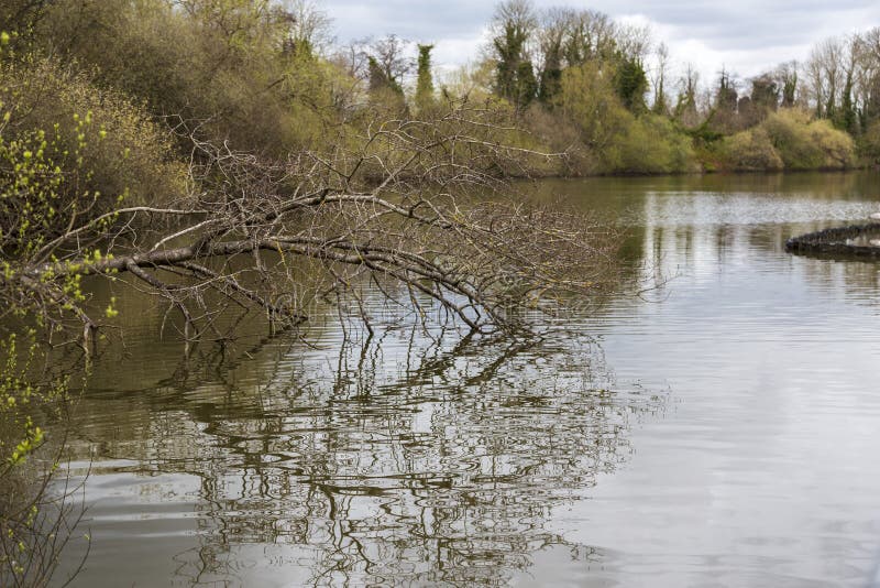 Mill Pond on an Early Spring Day Stock Image - Image of tree, early ...