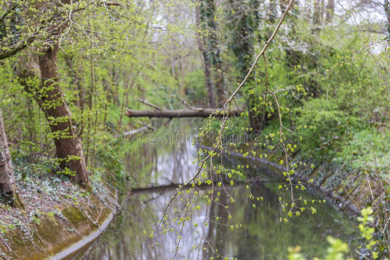 Mill Pond on an Early Spring Day Stock Photo - Image of animal, spring ...