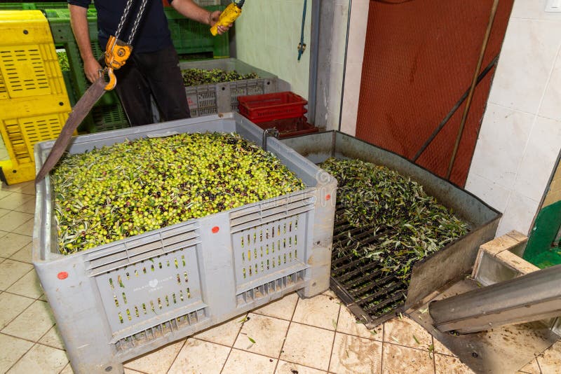 Crusher for Processing Olives into Extra Virgin Olive Oil Stock Image ...