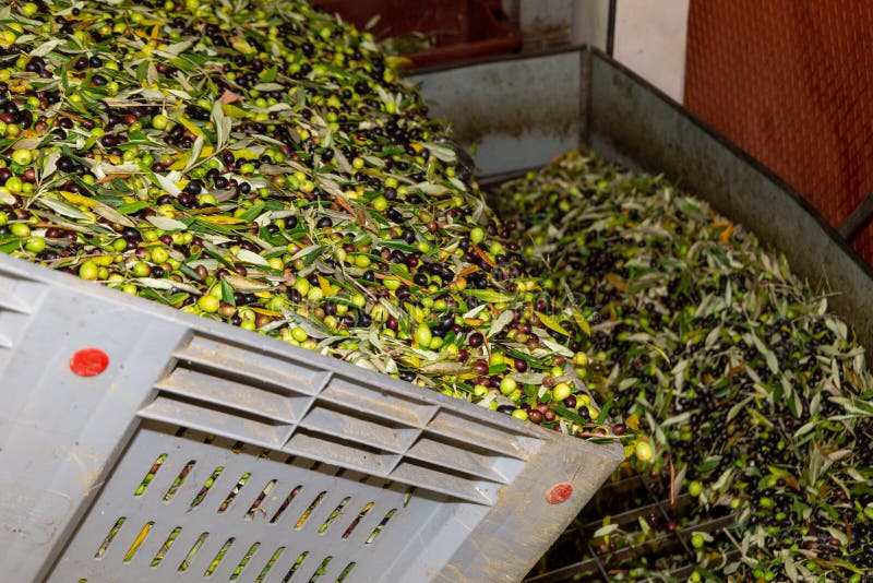 Crusher for Processing Olives into Extra Virgin Olive Oil Stock Image ...