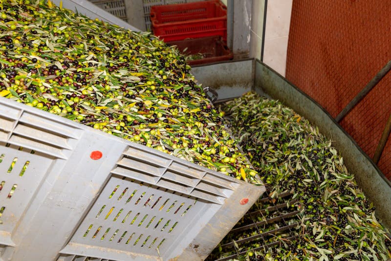 Crusher for Processing Olives into Extra Virgin Olive Oil Stock Photo ...